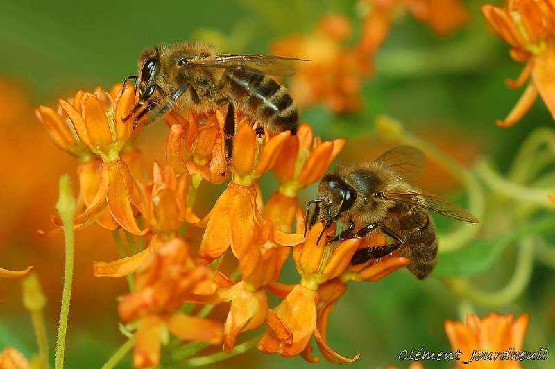 la-photo-nature.com - Bienvenue